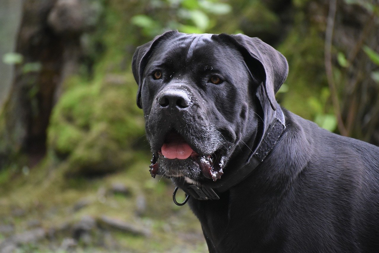 Cane Corso Mix Pitbull: Ultimate Guide to a Powerful Breed 2026