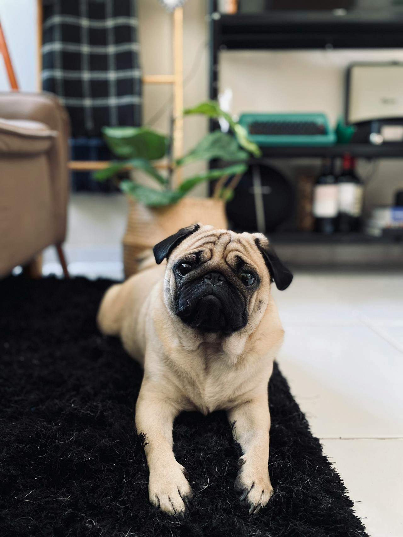 Brown Pug: Unveiling the Charm of This Adorable Breed 2025